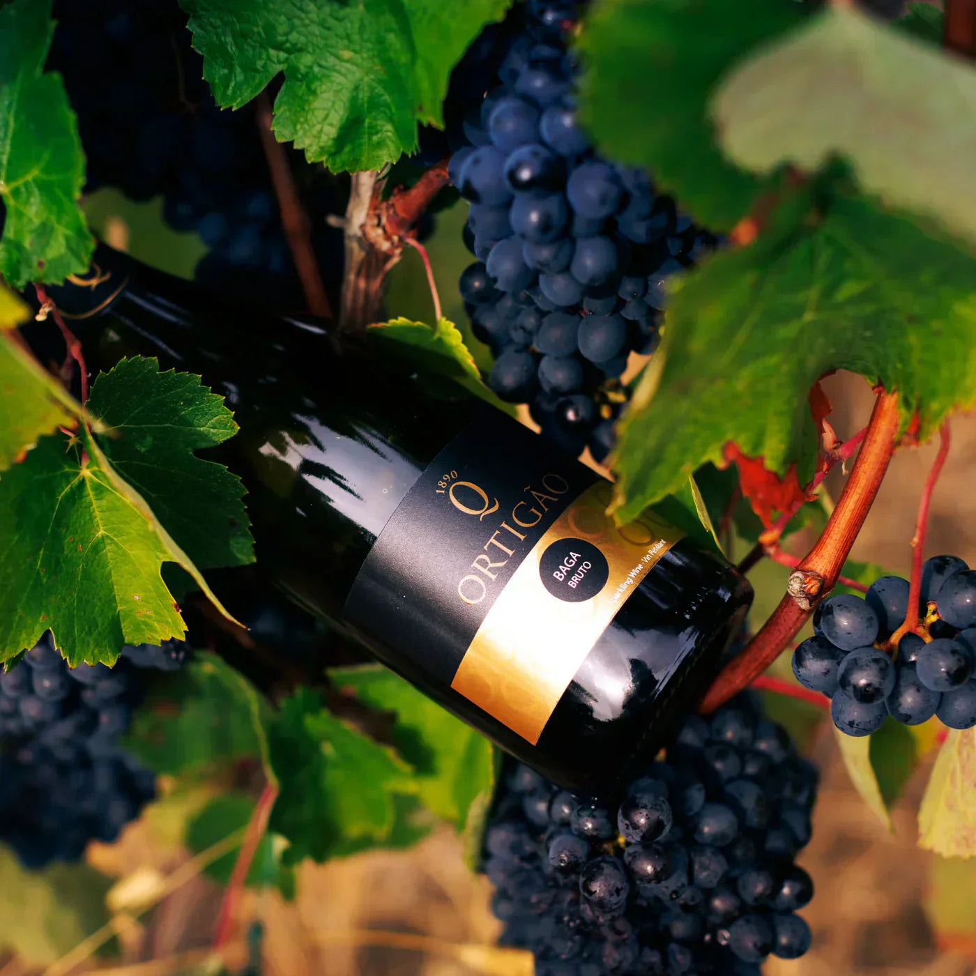 Discovering Baga grape variety – Pacheca Group